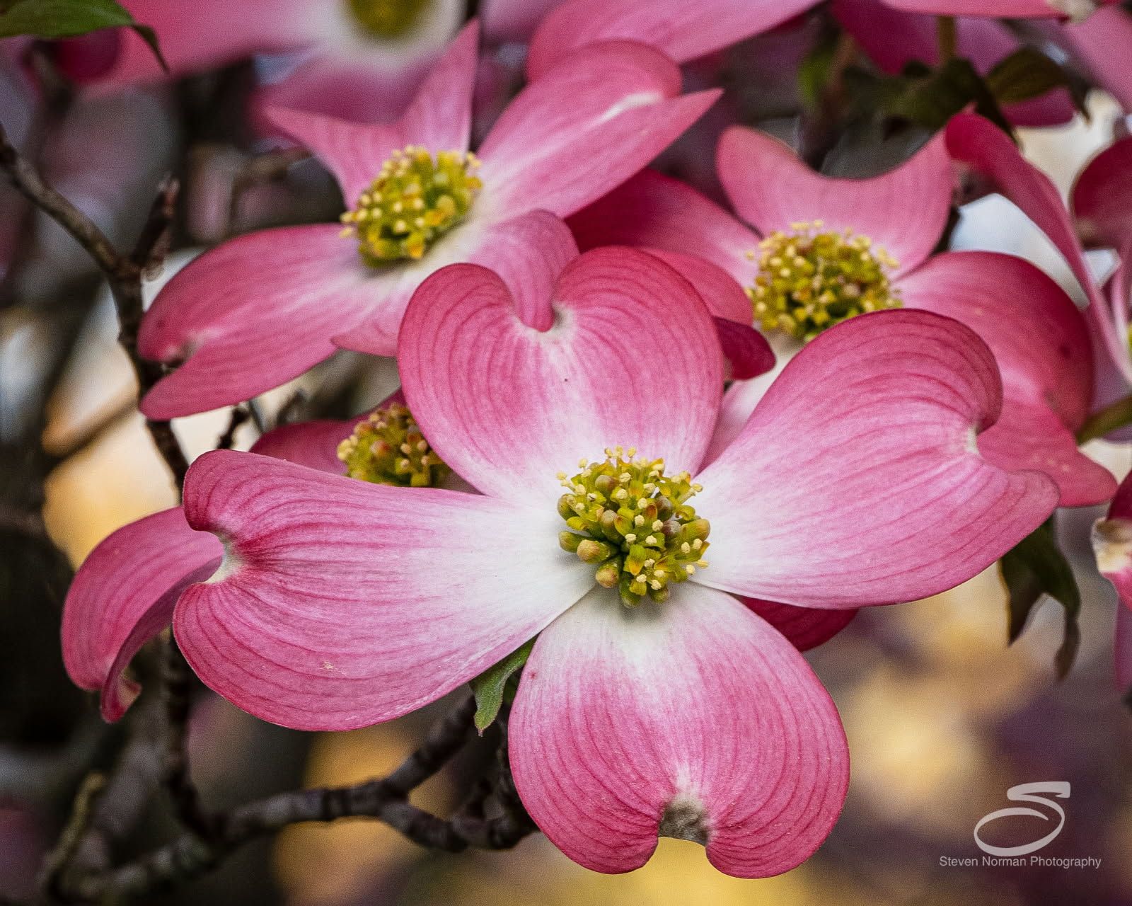 Dogwood Flowers: A Spiritual Symbol of the Cross | Steven's Travels and ...